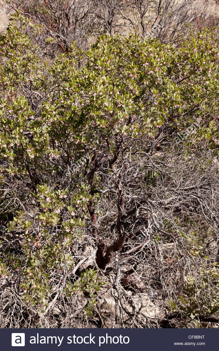 Manzanita Stock Photos & Manzanita Stock Images - Alamy