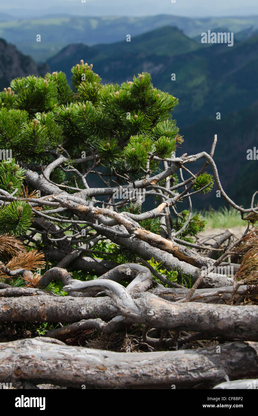 Pictures from Tatra mountains, Polad Stock Photo - Alamy