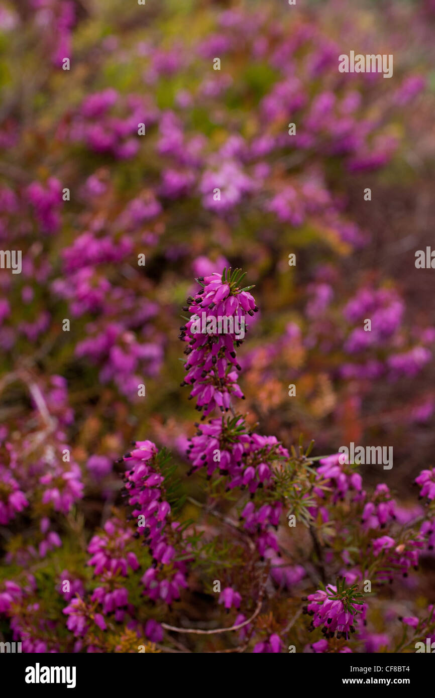 Heather pink hi-res stock photography and images - Alamy