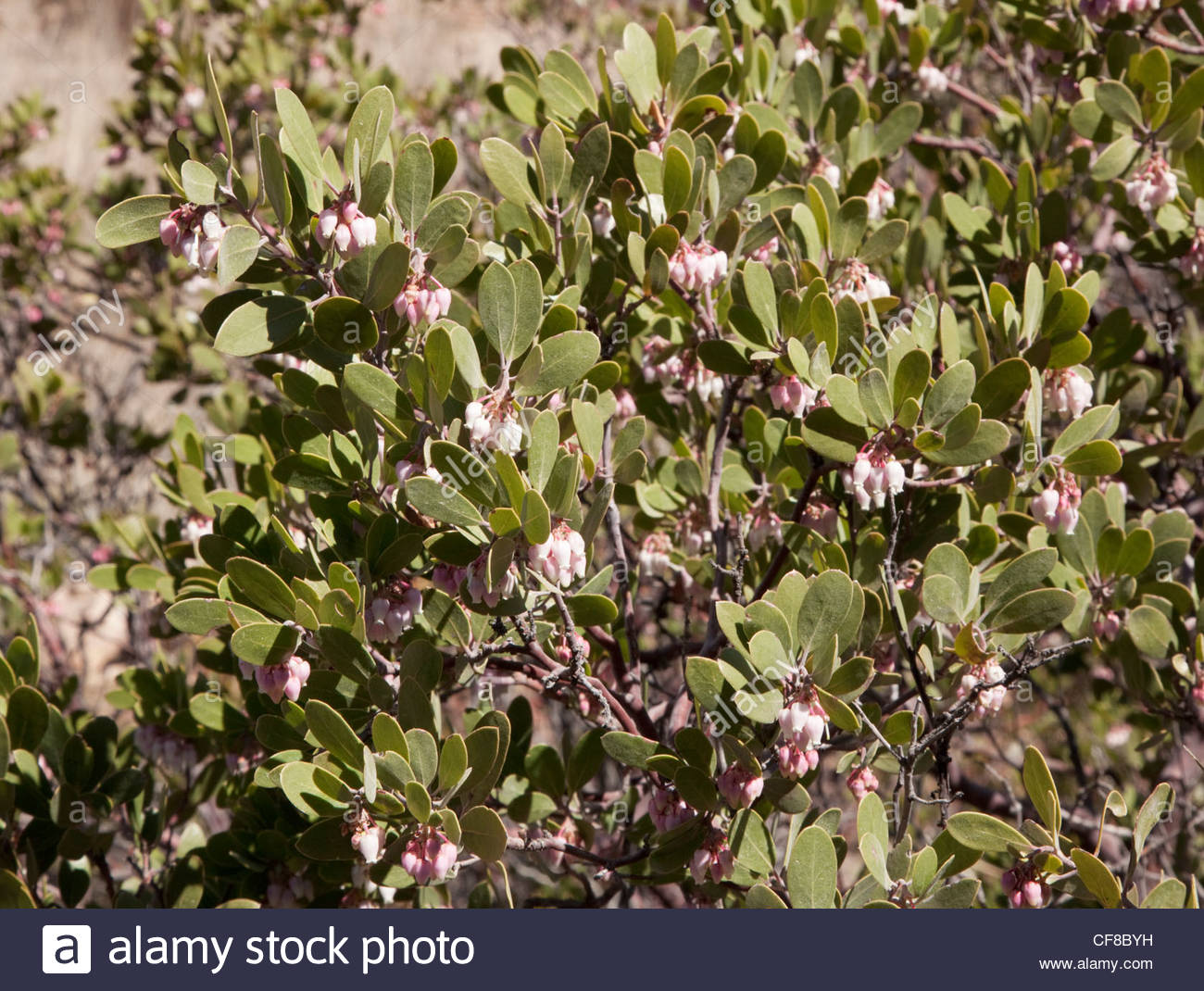 Manzanita Stock Photos & Manzanita Stock Images - Alamy