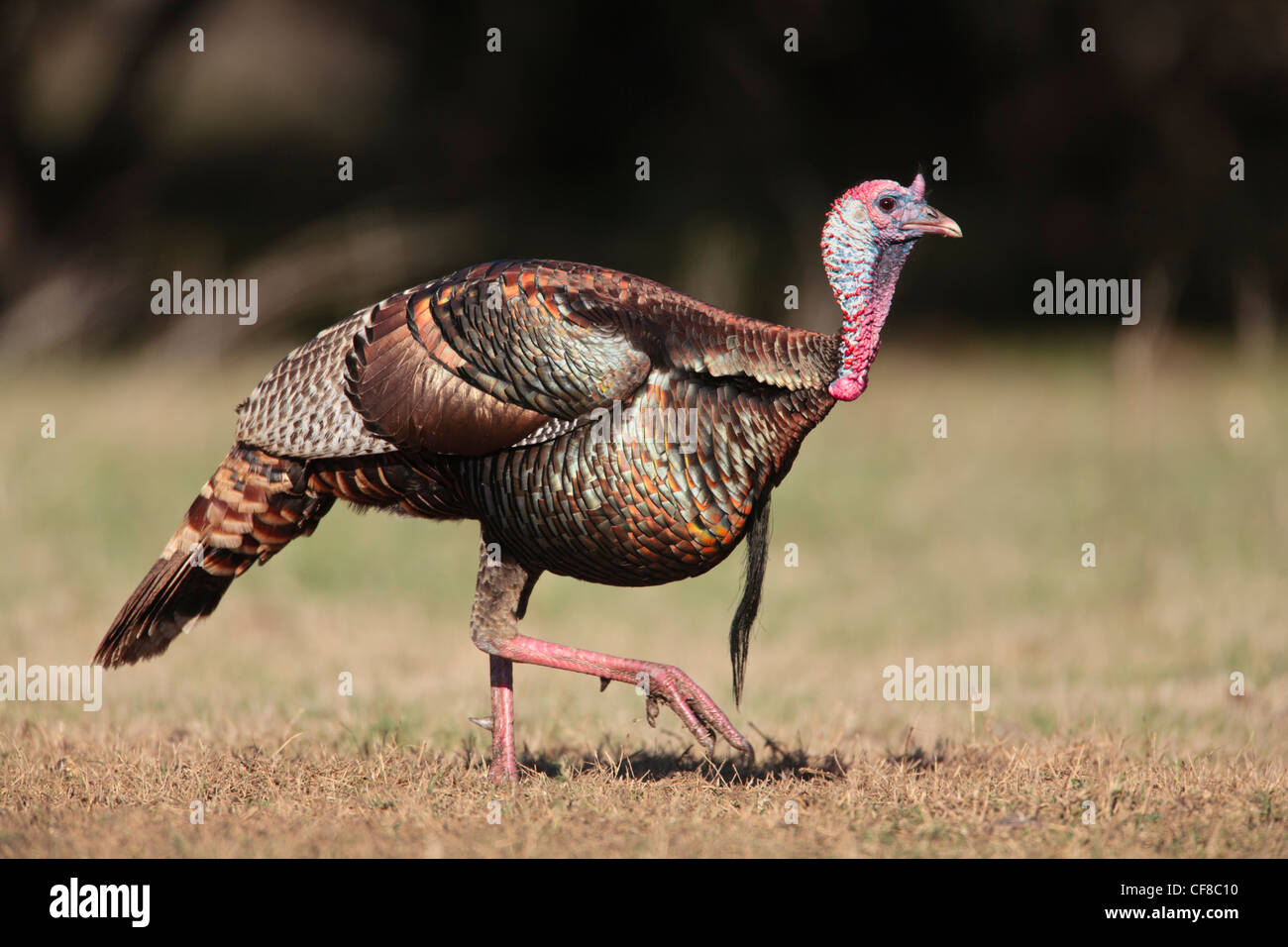 Rio-grande wild turkey in Texas Stock Photo - Alamy