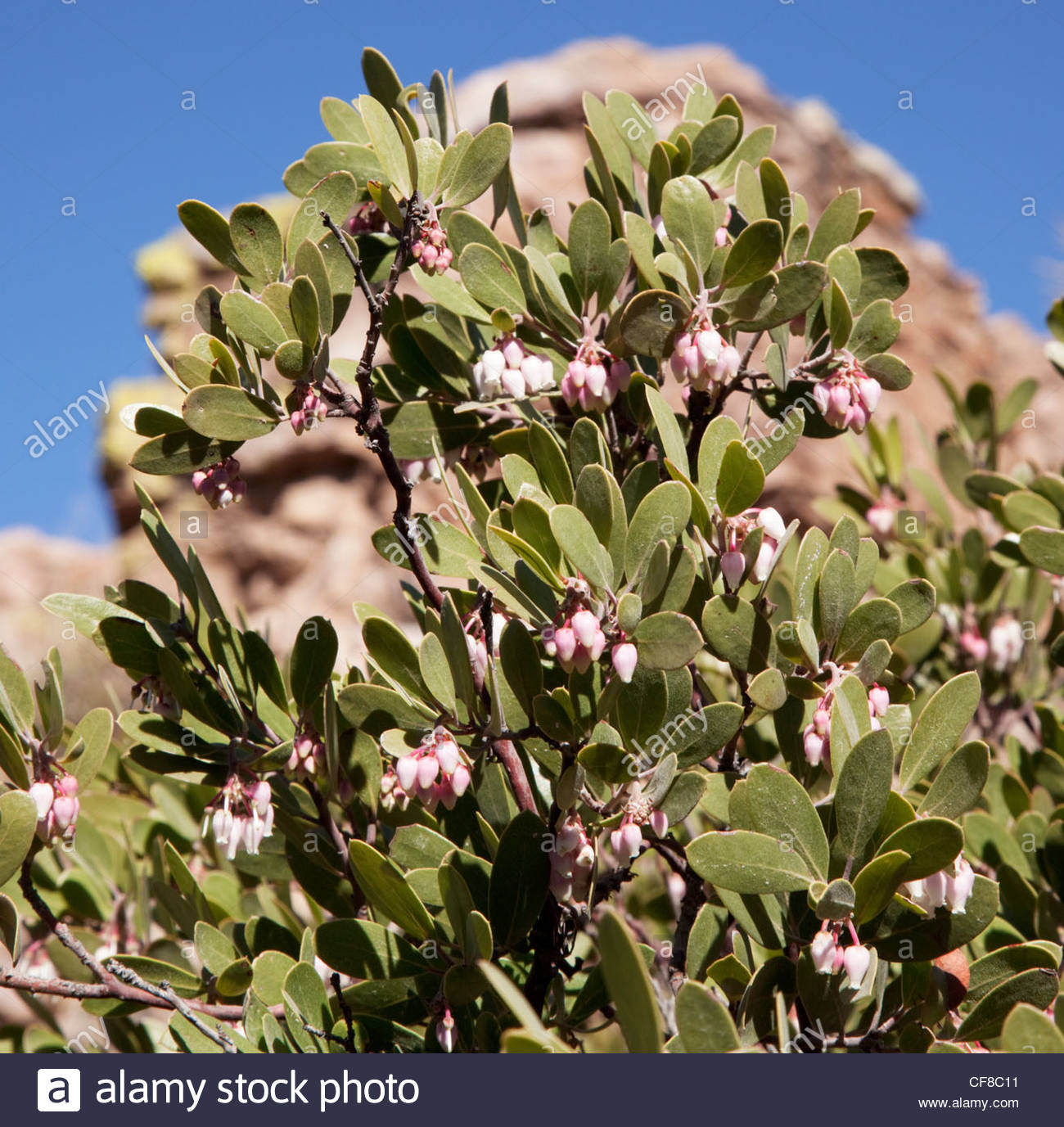 Arctostaphylos Manzanita High Resolution Stock Photography and Images ...