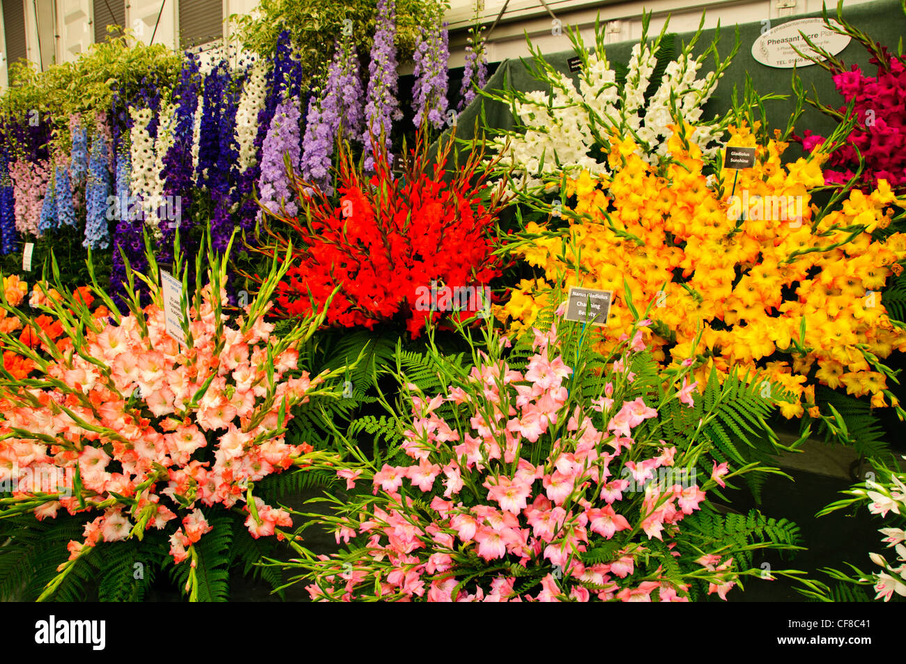 Pheasant Acre Plants; Gladiolus Specialists,The RHS Chelsea Flower Show ...
