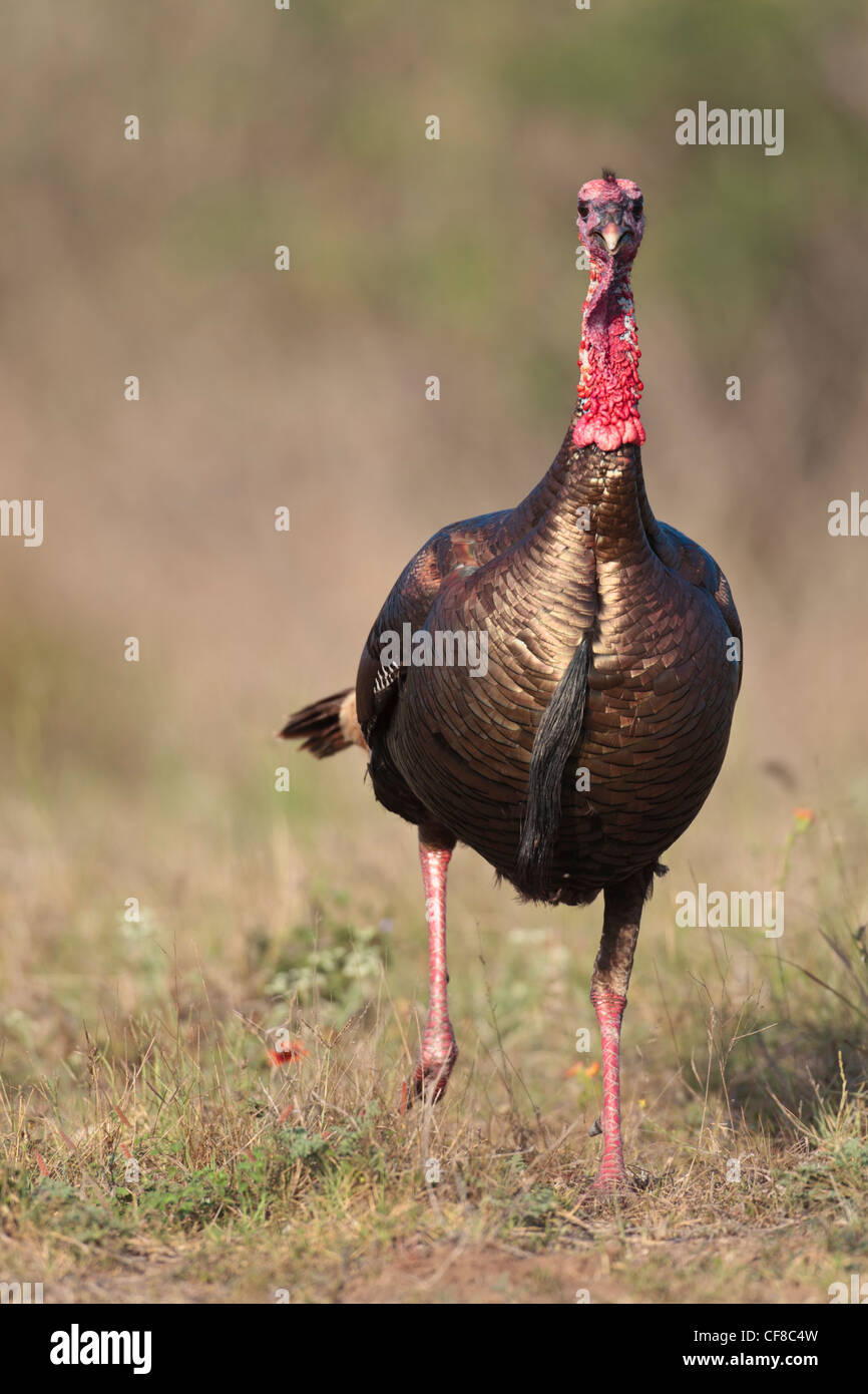 Rio-grande wild turkey in Texas Stock Photo - Alamy