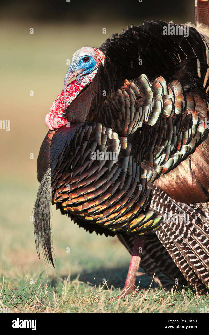 Rio-grande wild turkey in Texas Stock Photo - Alamy