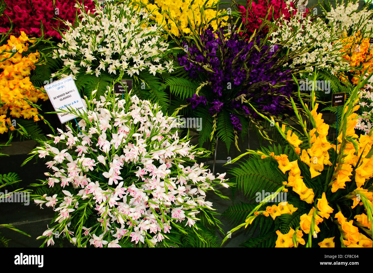 Pheasant Acre Plants; Gladiolus Specialists,The RHS Chelsea Flower Show ...