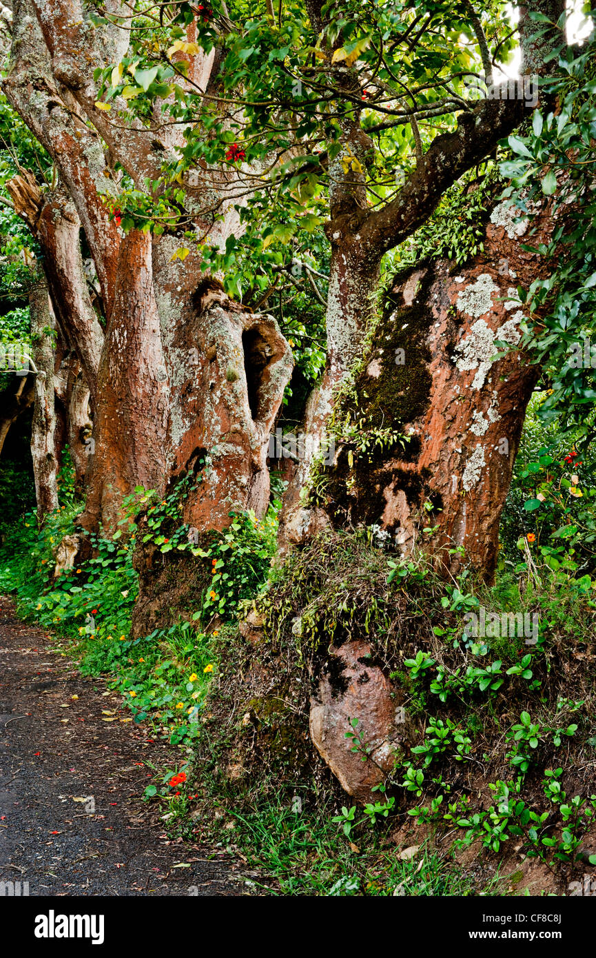 Tree trees st helena hi-res stock photography and images - Alamy