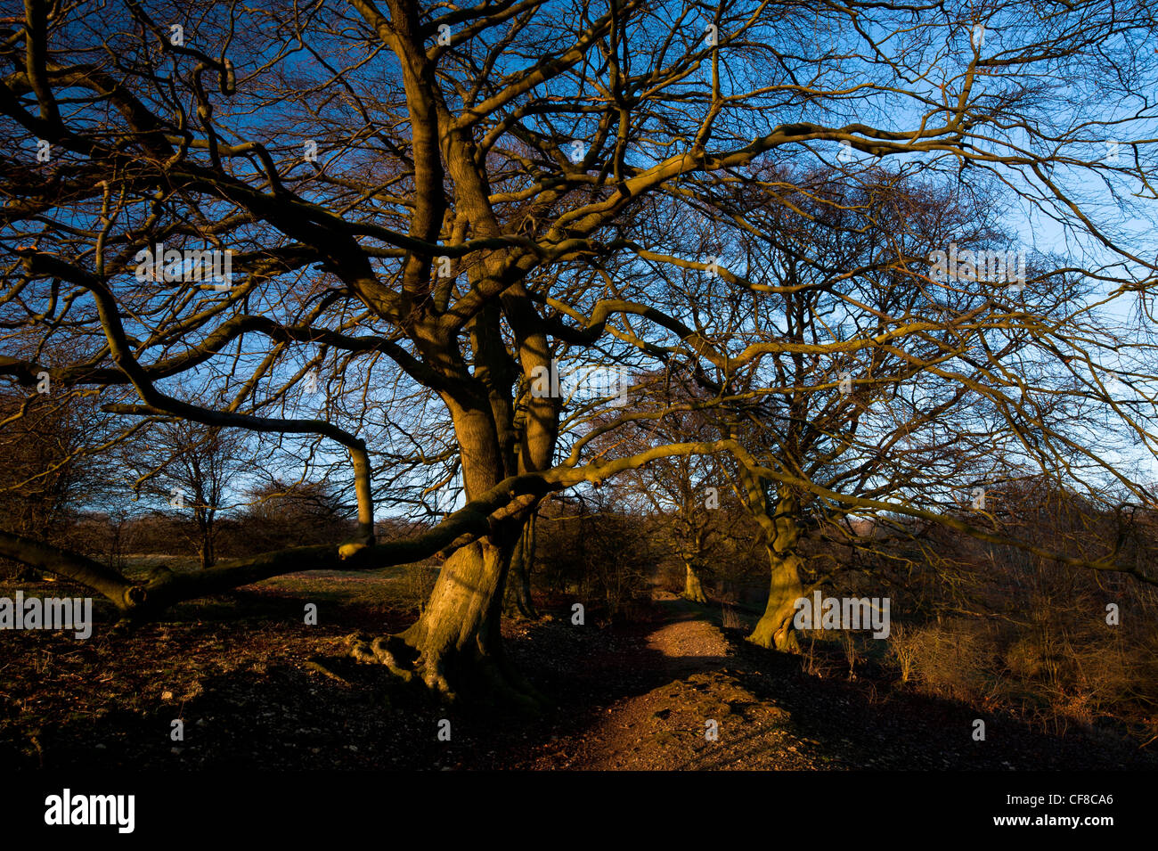 Winter Beech Trees, Fagus sylvatica, on a winter's evening Stock Photo ...