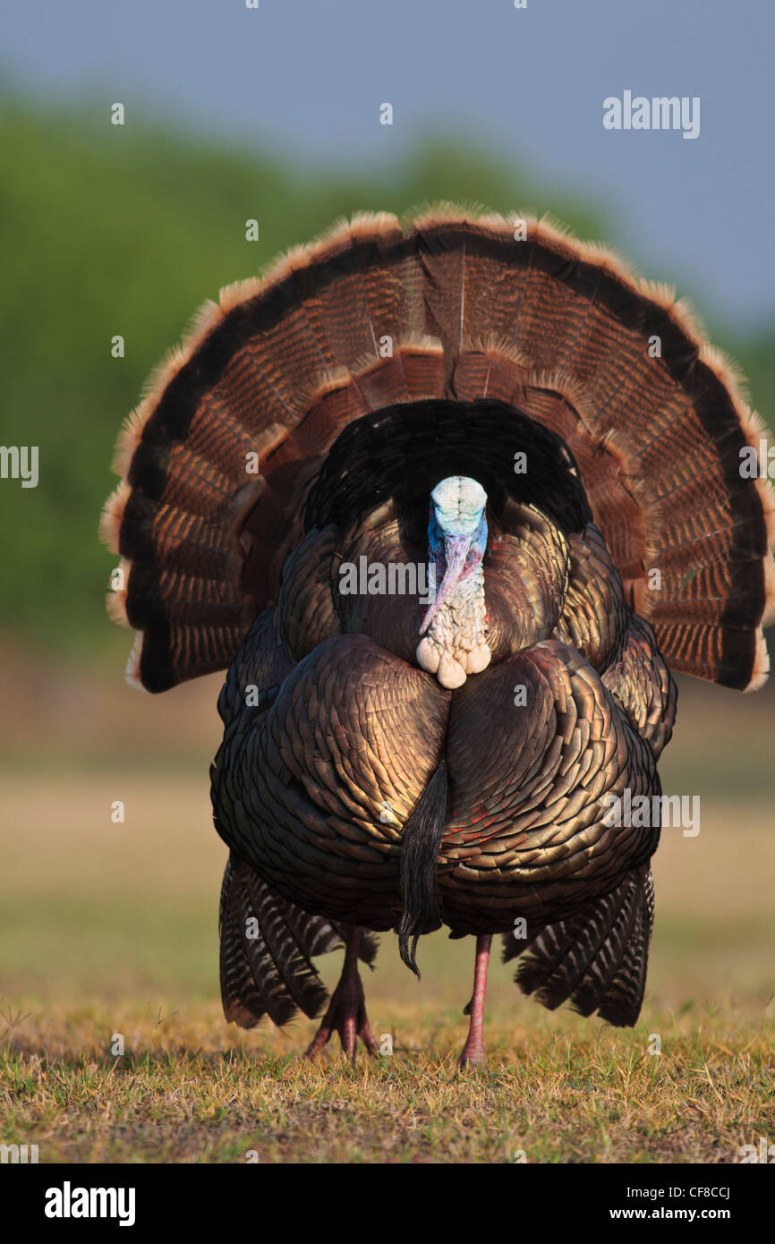 Rio-grande wild turkey in Texas Stock Photo - Alamy
