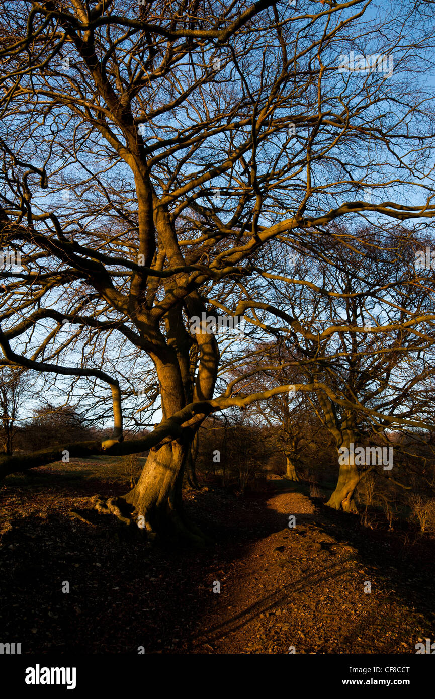 Winter Beech Trees, Fagus sylvatica, on a winter's evening Stock Photo ...