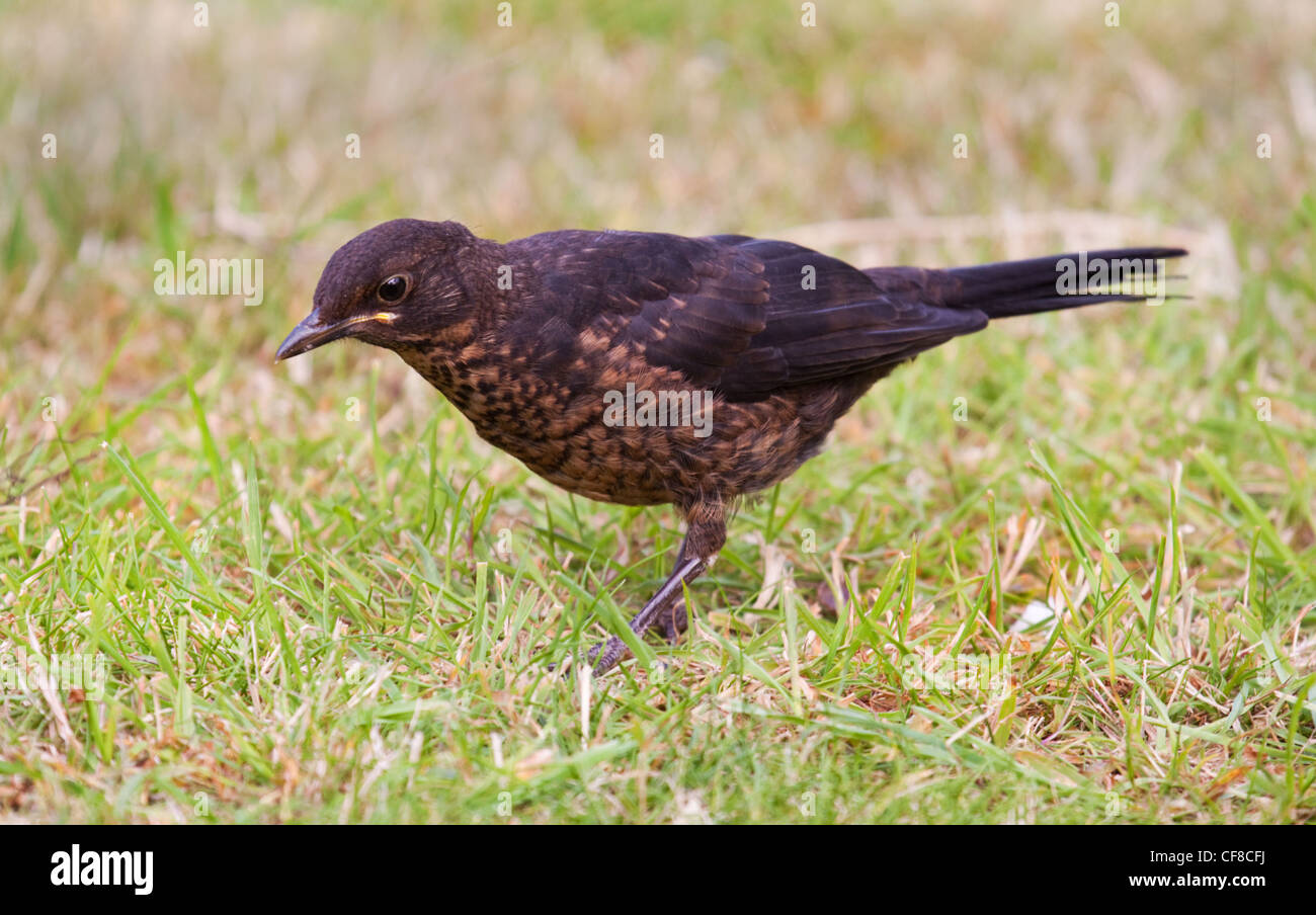 Juvenile Blackbird on lawn looking for worms Stock Photo - Alamy