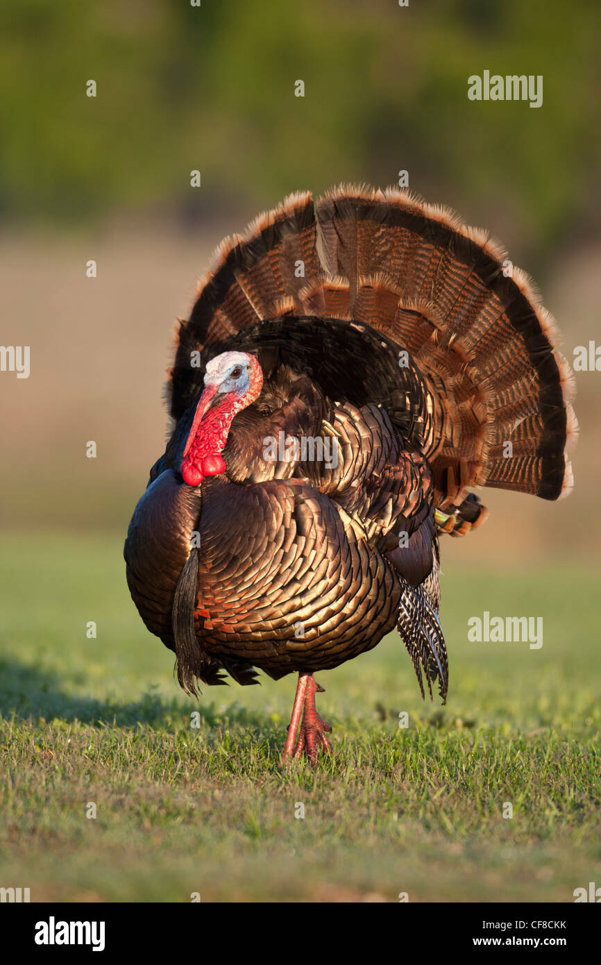 Turkey texas hi-res stock photography and images - Alamy