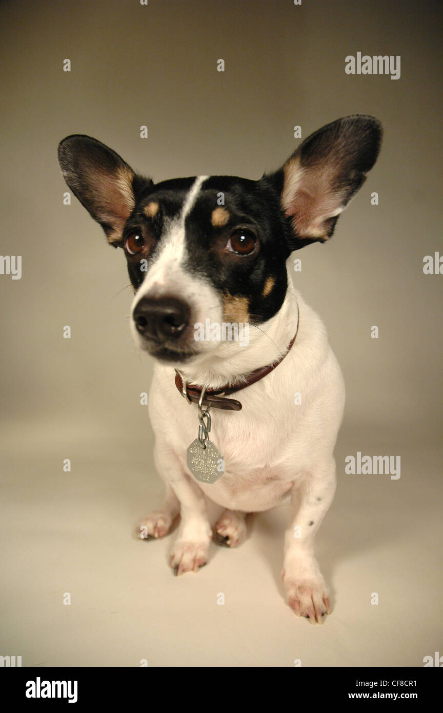 A picture of a rat terrier pet Stock Photo - Alamy