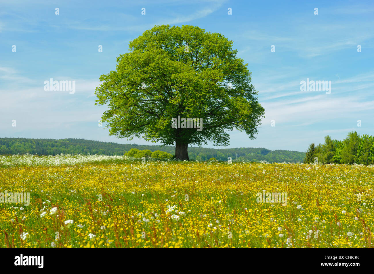 single linden tree at spring Stock Photo - Alamy