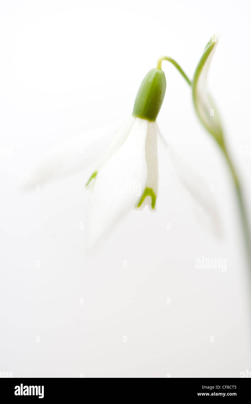 Abstract single snowdrop Stock Photo - Alamy