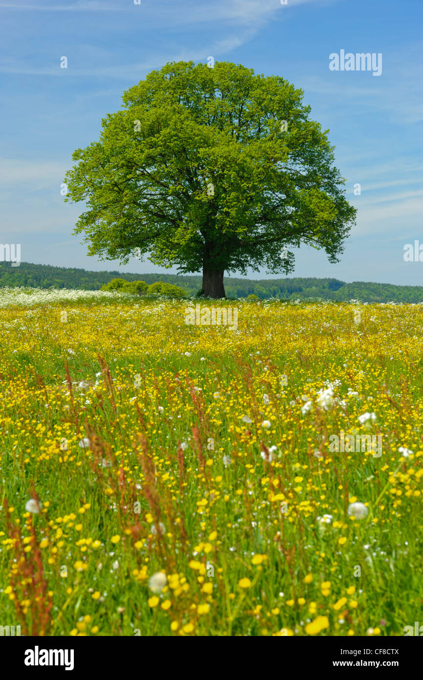 Linden tree bavaria germany hi-res stock photography and images - Alamy