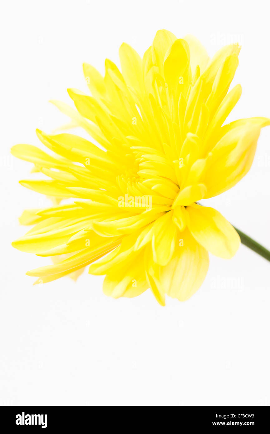 Bright yellow petals Cut Out Stock Images & Pictures - Alamy