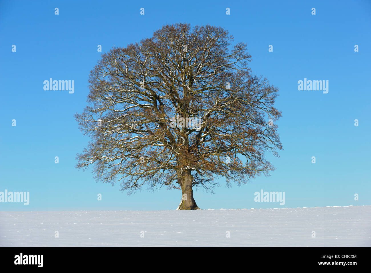Single oak tree hi-res stock photography and images - Alamy