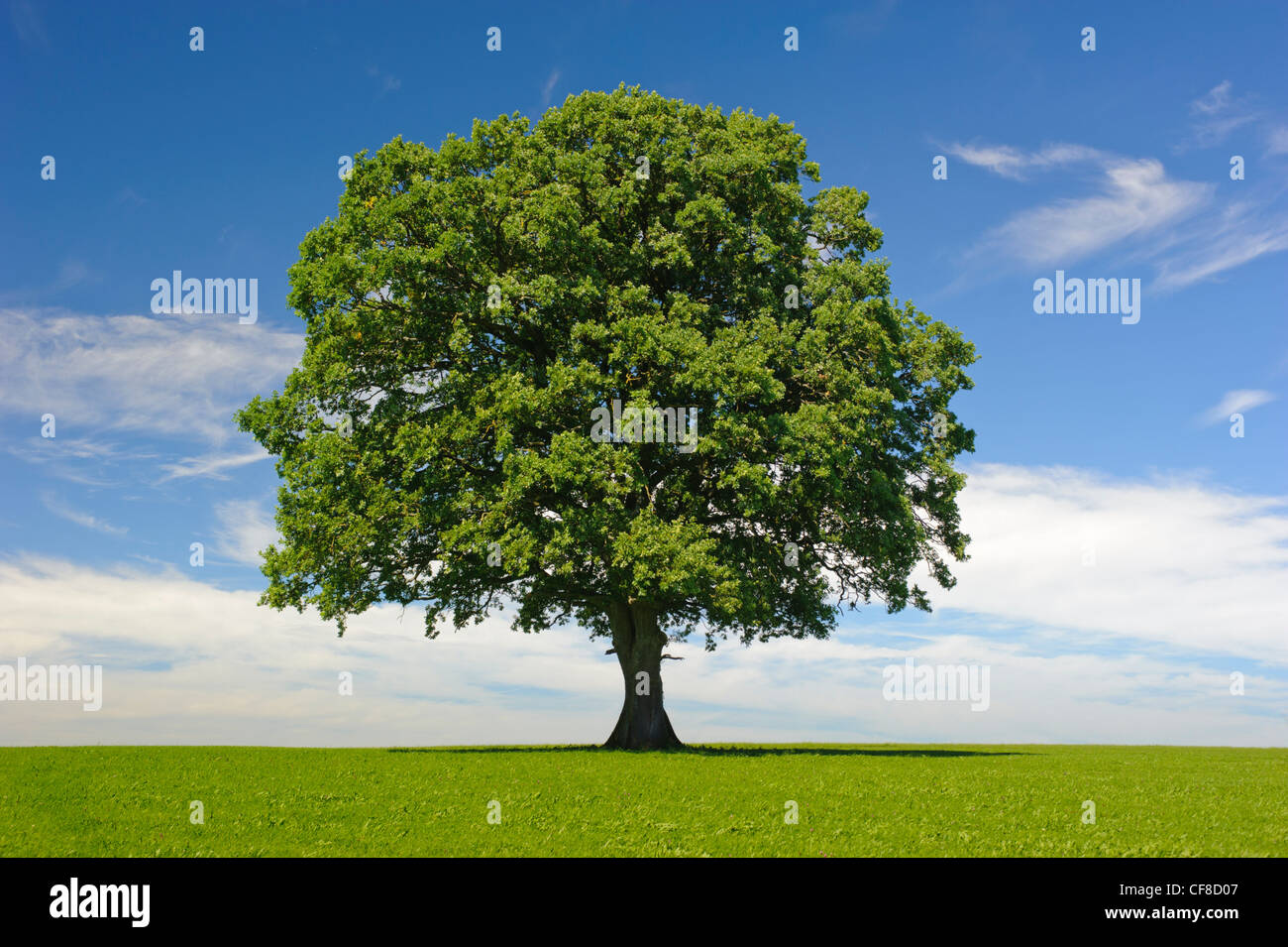Single oak tree hi-res stock photography and images - Alamy