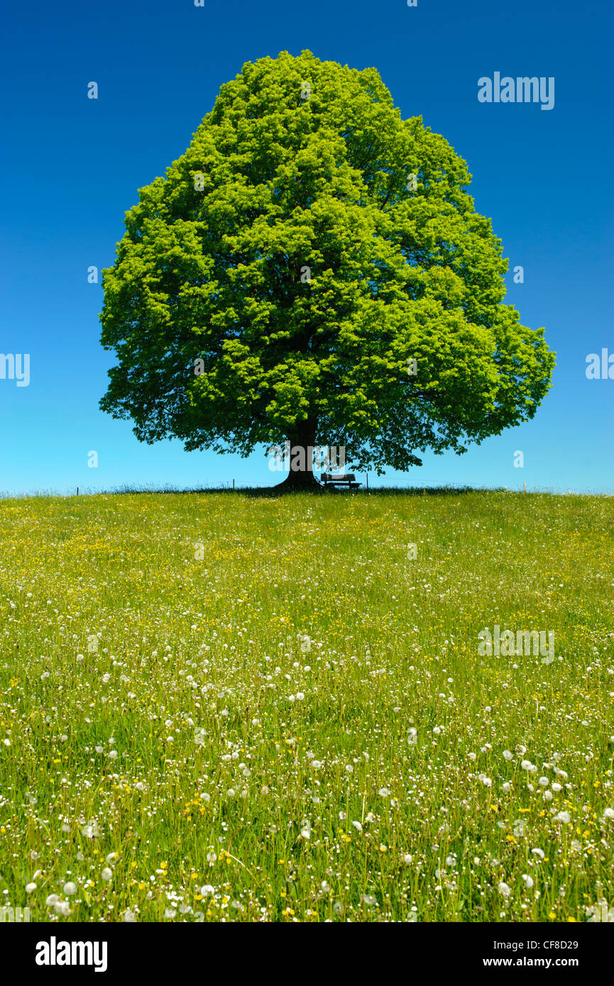 single linden tree at spring Stock Photo - Alamy