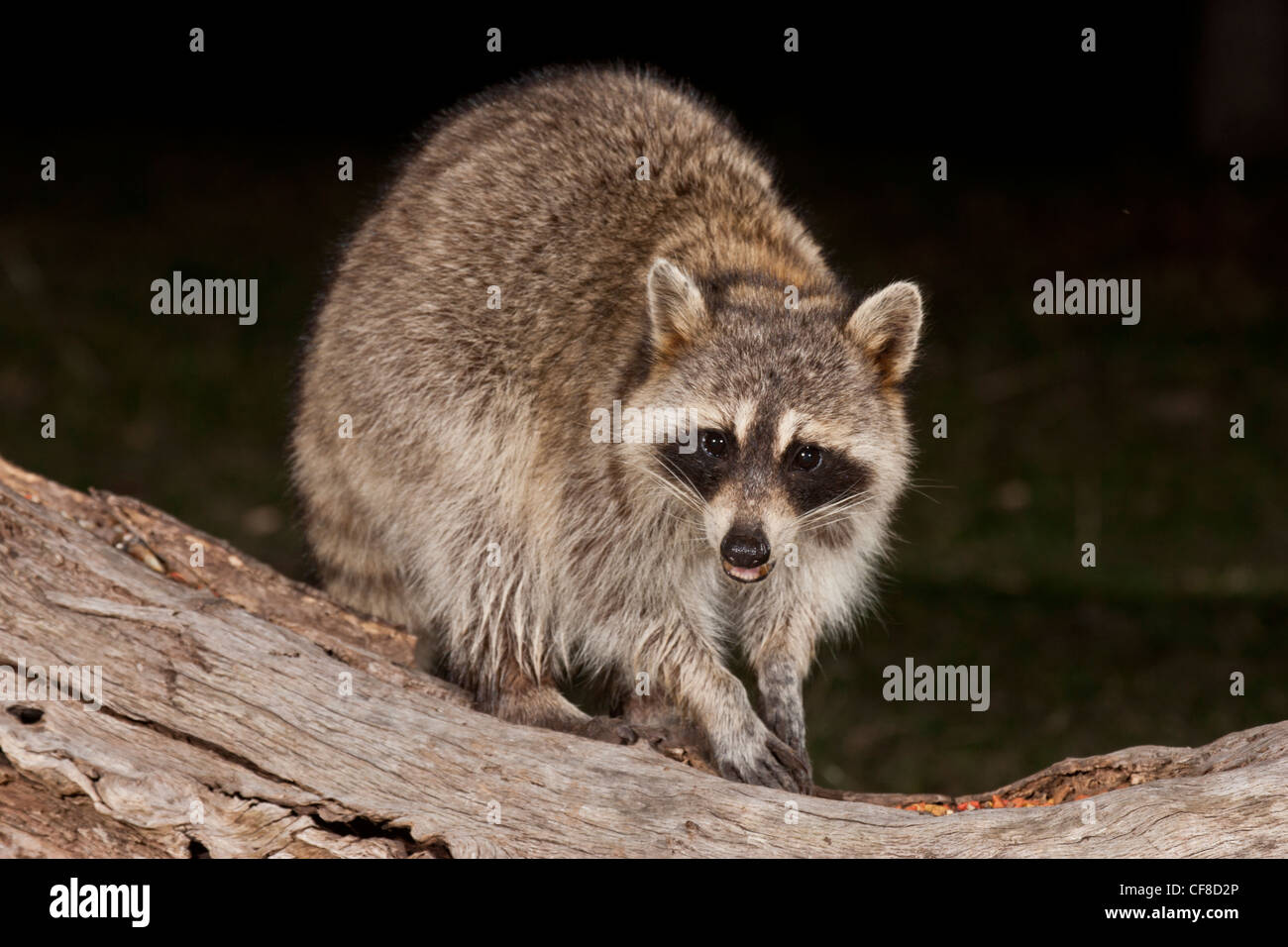 Raccoon at night in Texas Stock Photo - Alamy