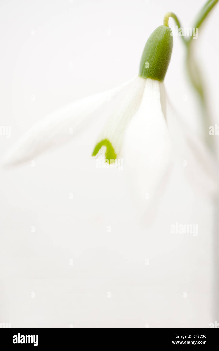 Abstract single snowdrop Stock Photo - Alamy