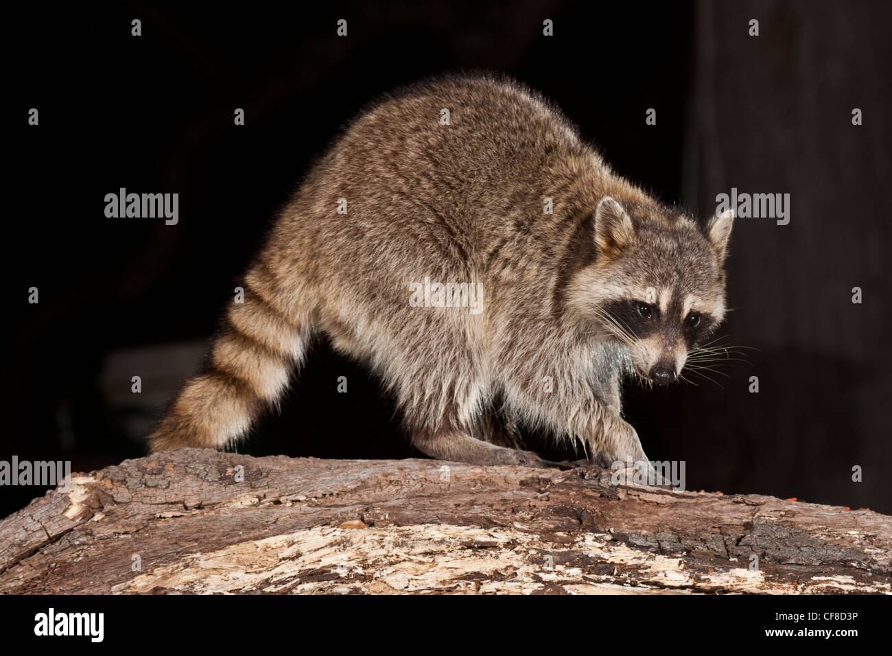 Raccoon at night in Texas Stock Photo - Alamy