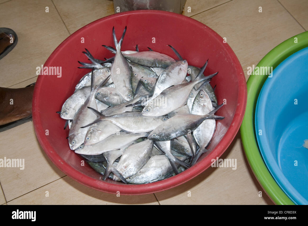 Sal Rei Boa Vista Cape Verde Red Bowl of freshly caught fish for sale ...