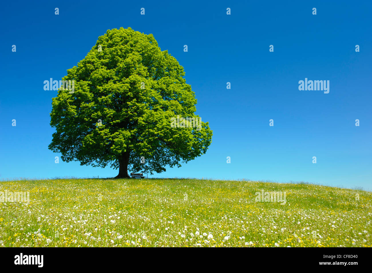 Linden tree hi-res stock photography and images - Alamy