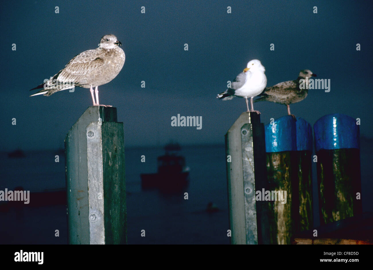 Sea Birds at Cape Cod USA Stock Photo - Alamy