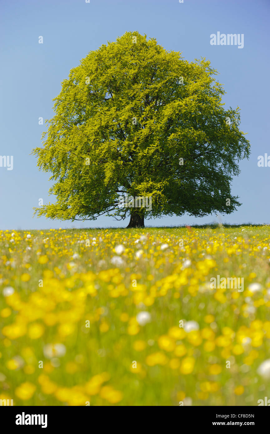 single beech tree at spring Stock Photo - Alamy
