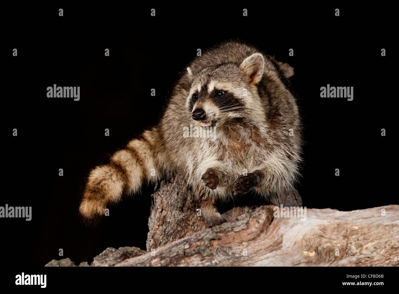 Raccoon at night hi-res stock photography and images - Alamy