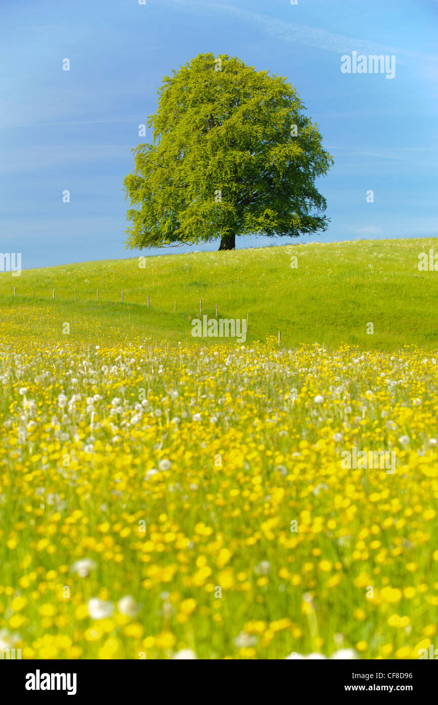 single beech tree at spring Stock Photo - Alamy