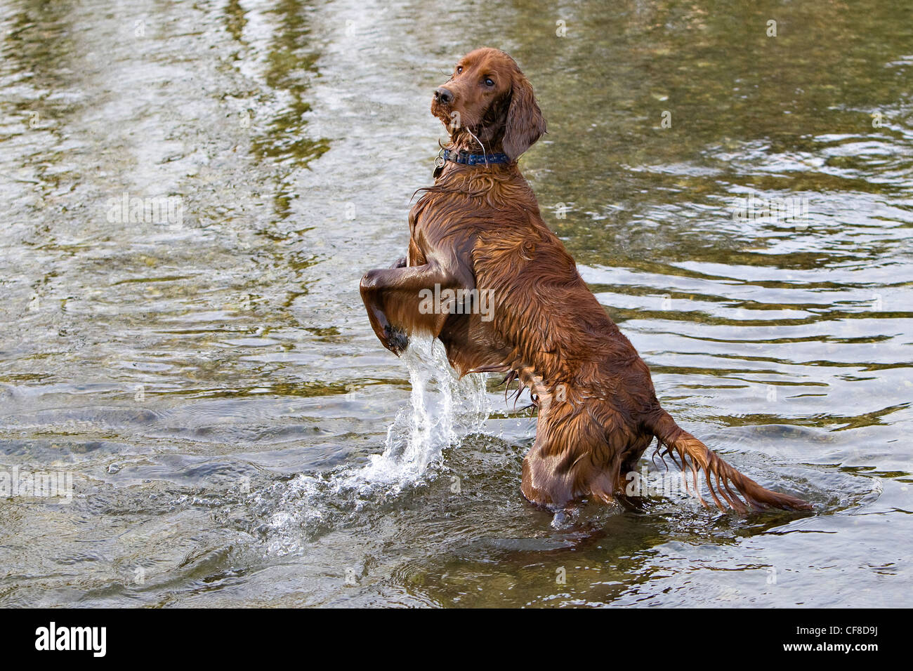 Red setter jumping hi-res stock photography and images - Alamy