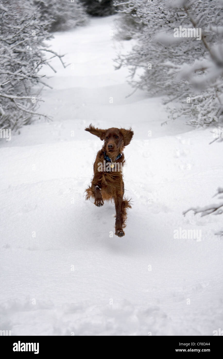 Irish red setter running through snow, Wiltshire, England Stock Photo ...