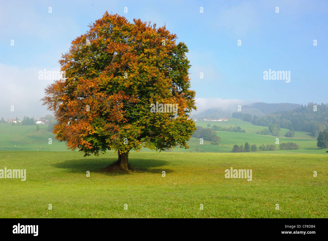 single tree at autumn Stock Photo - Alamy