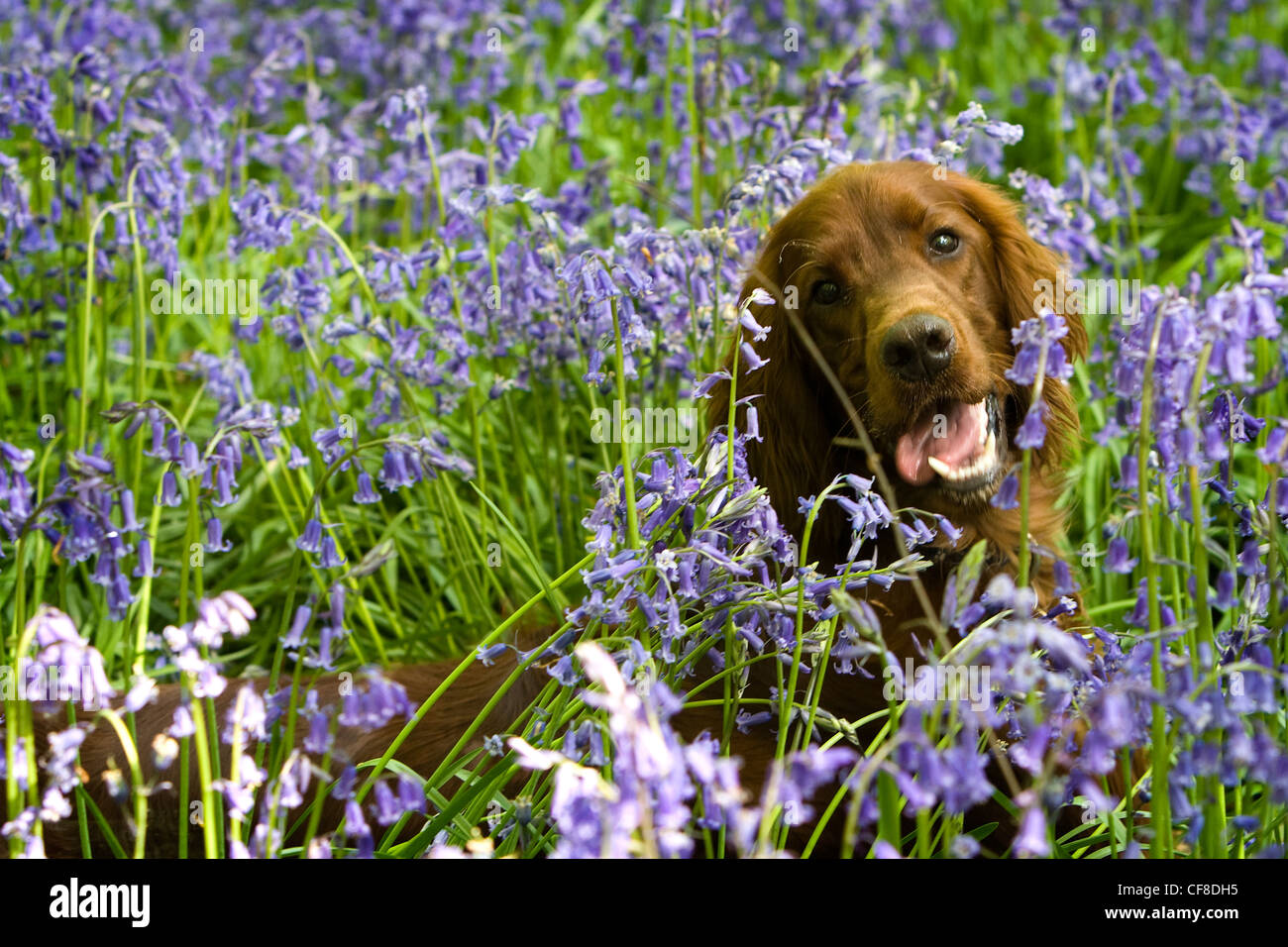 Irish red setter hi-res stock photography and images - Alamy