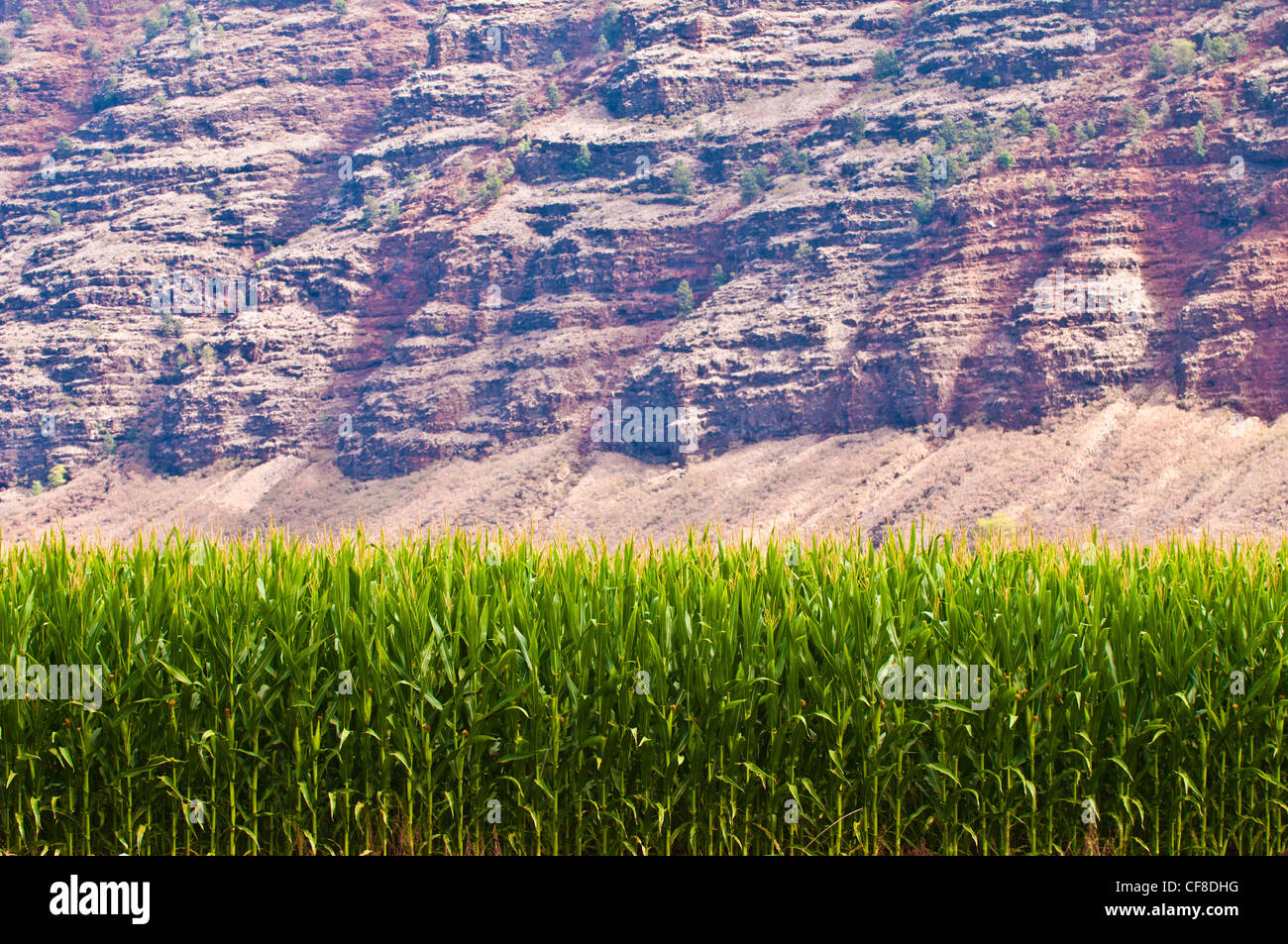 Seed corn, Polihale, Kauai, Hawaii Stock Photo - Alamy