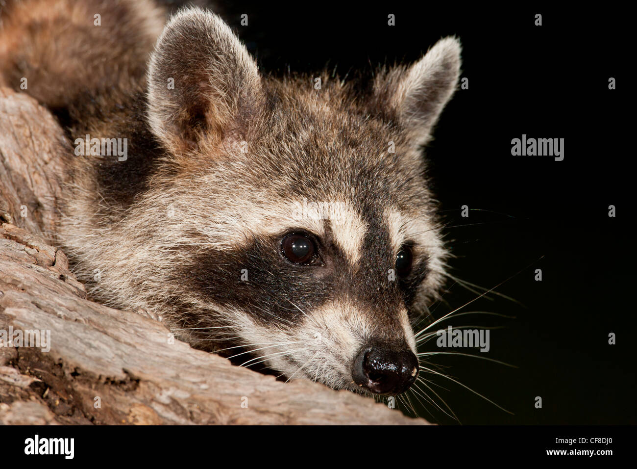 Raccoon at night in Texas Stock Photo - Alamy
