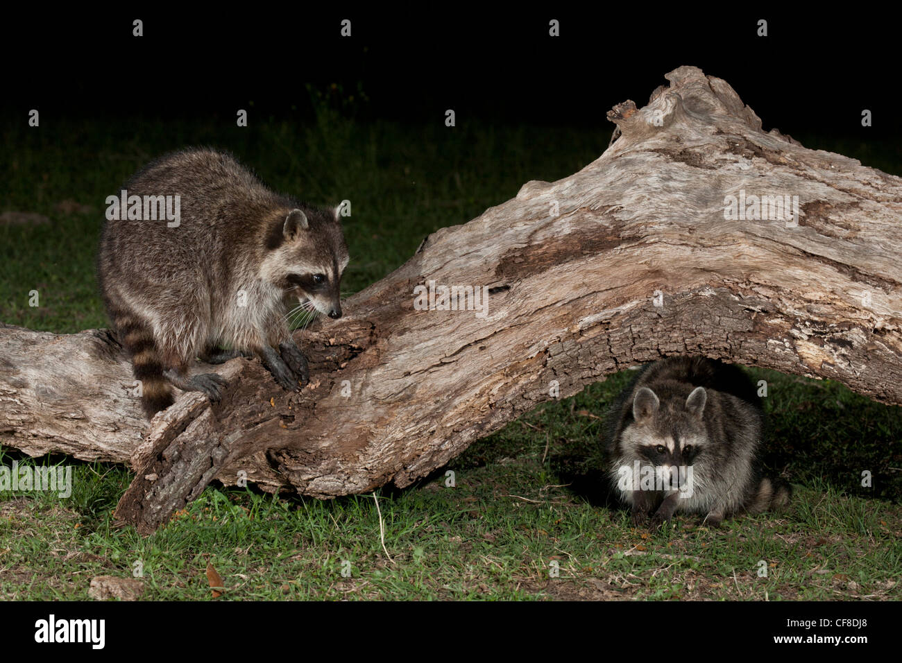 North american raccoons hi-res stock photography and images - Alamy