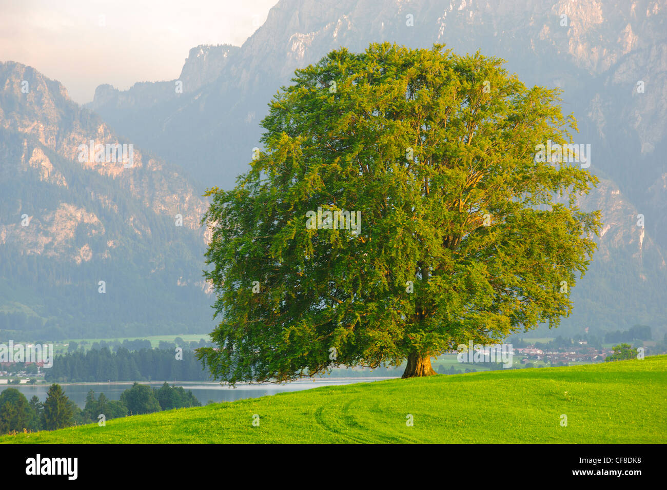 single beech tree at spring Stock Photo - Alamy