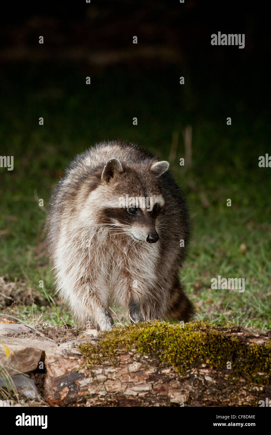 Raccoon at night in Texas Stock Photo - Alamy