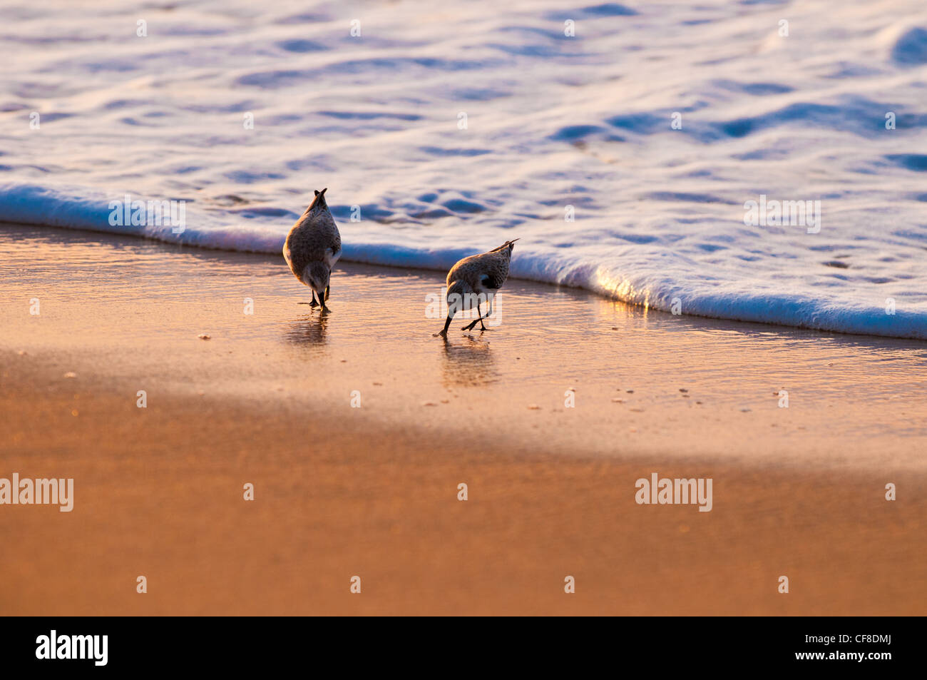 Shorebirds beach hi-res stock photography and images - Alamy
