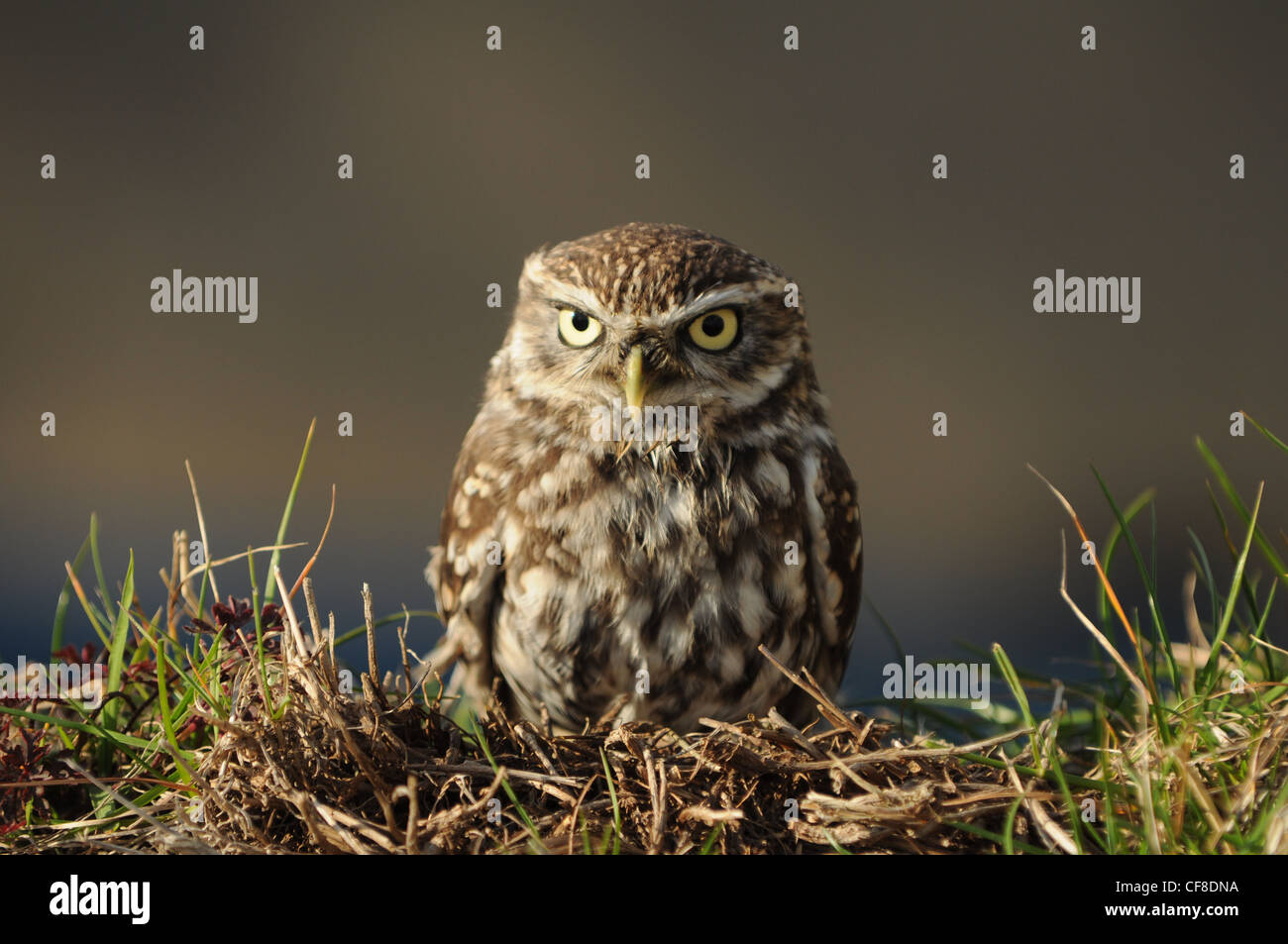 Little hawk hi-res stock photography and images - Alamy