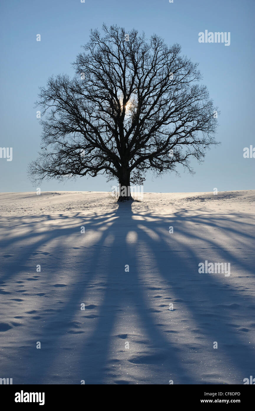single oak tree at winter in snow Stock Photo - Alamy