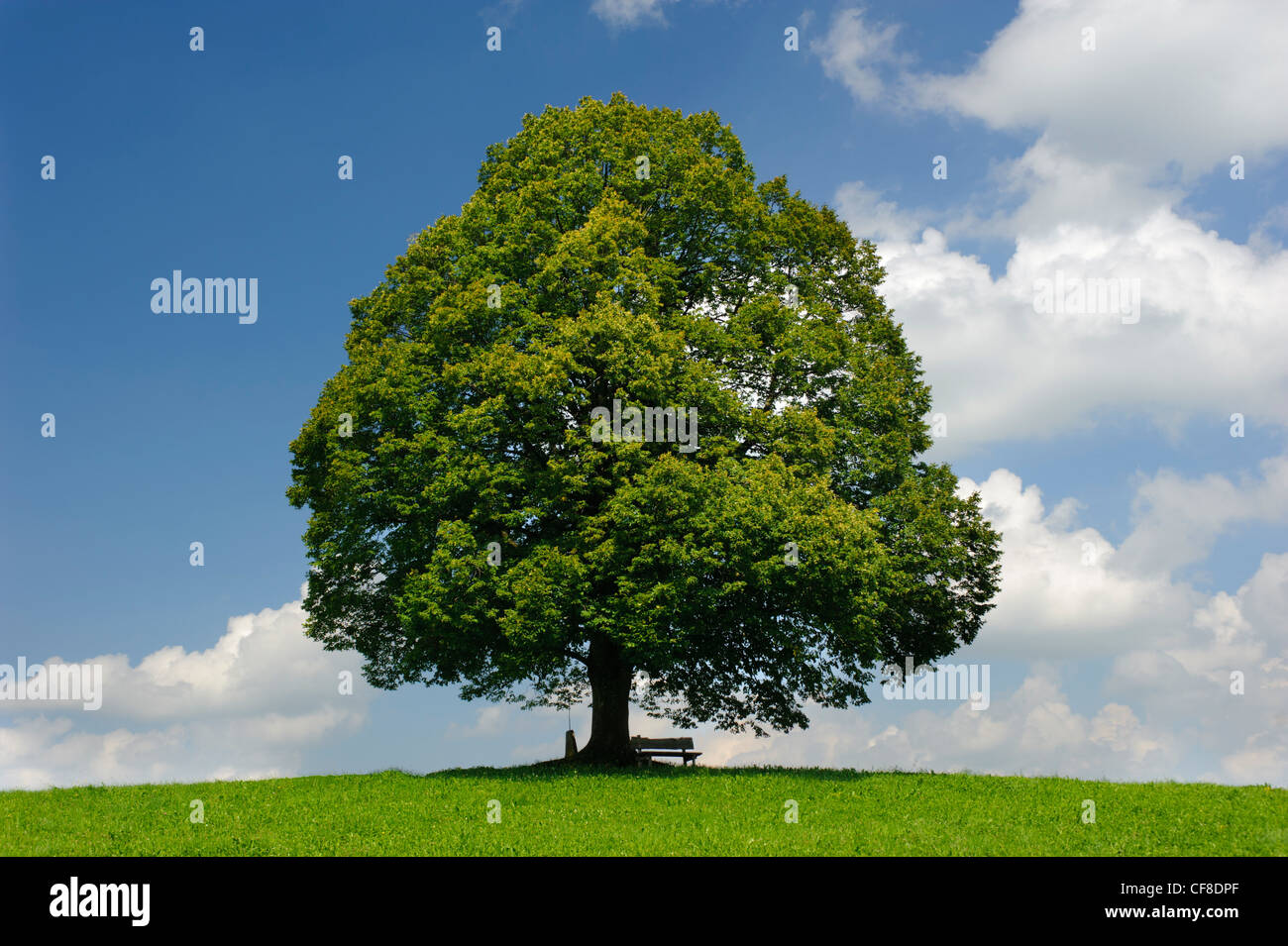 single linden tree at spring Stock Photo - Alamy
