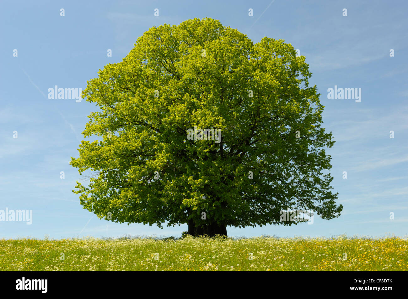 Linden tree hi-res stock photography and images - Alamy