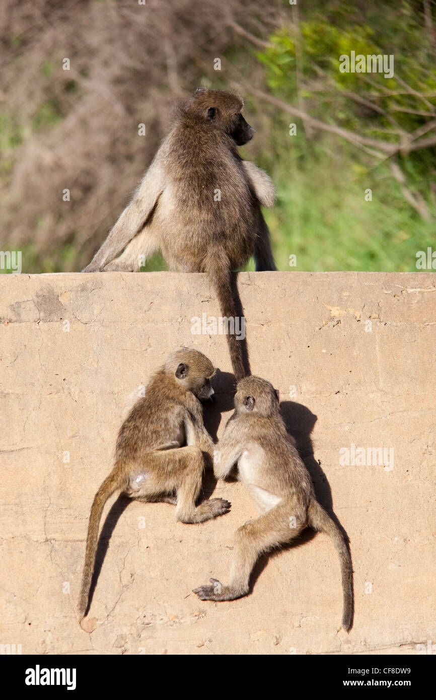 Young baboons play hi-res stock photography and images - Alamy