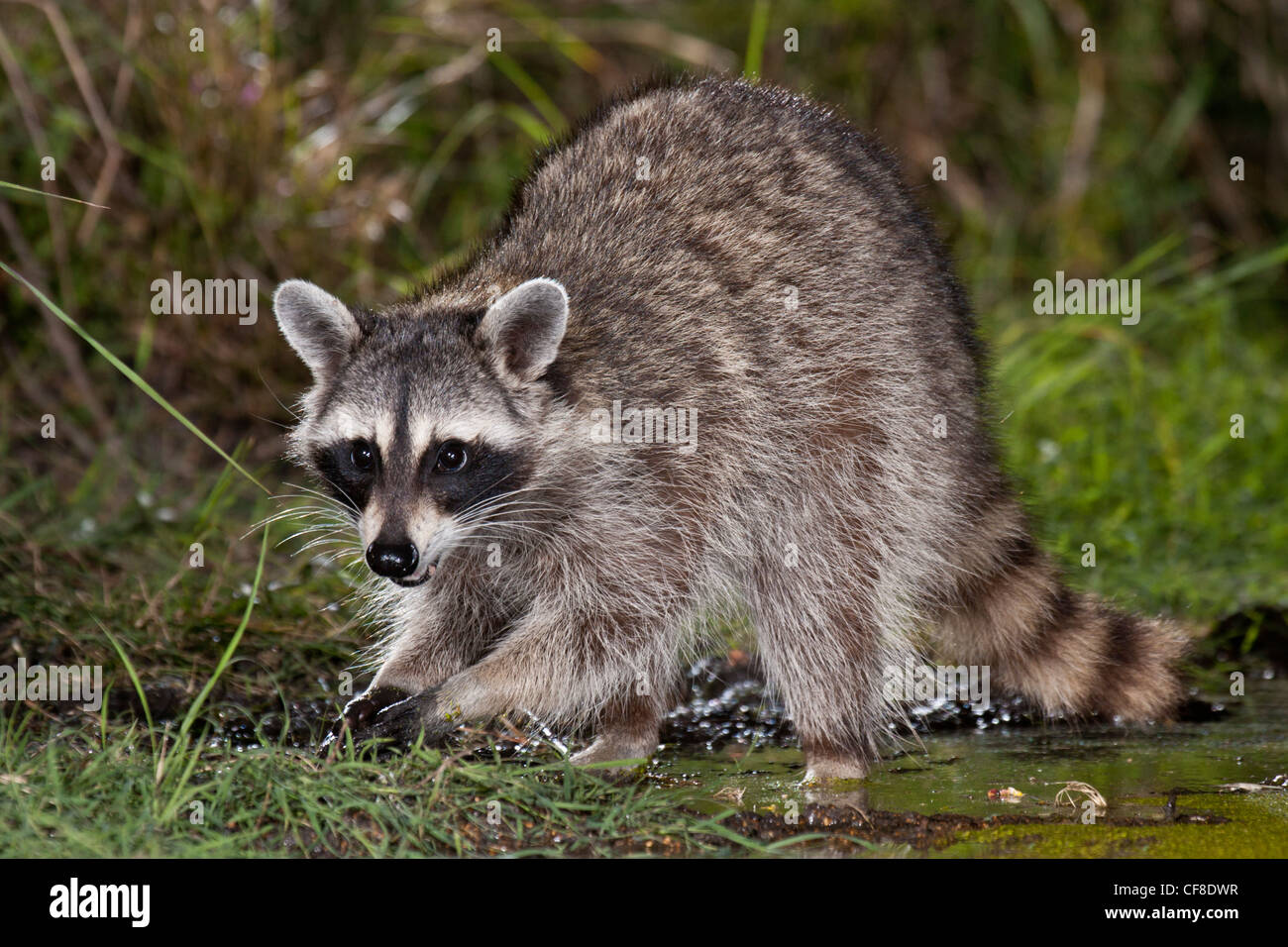 Raccoon at night in Texas Stock Photo - Alamy