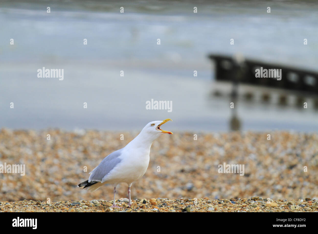 England seagull on the beach hi-res stock photography and images - Alamy